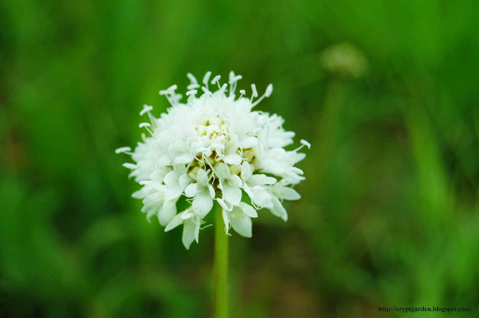 Boskop Dam Nature Reserve "Flora": | Tropical Aquariums SA